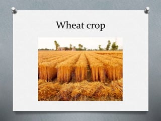 Bed & furrow irrigation | PPTX