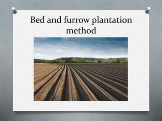 Bed & furrow irrigation | PPTX