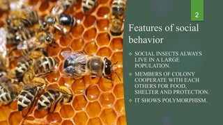Beesocialbehaviourinhoneypresentation.pptx