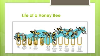Bee-Presentation.pdf