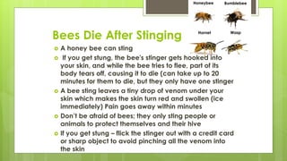 Bee-Presentation.pdf