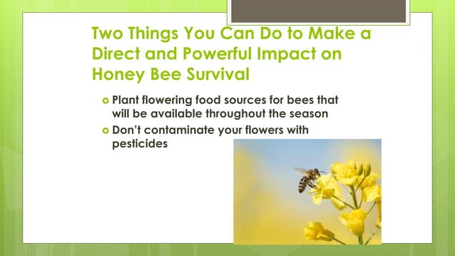 Bee-Presentation.pdf