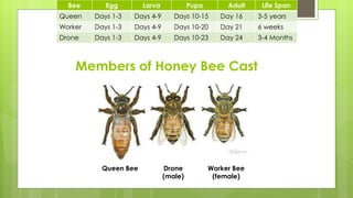 Bee-Presentation.pdf