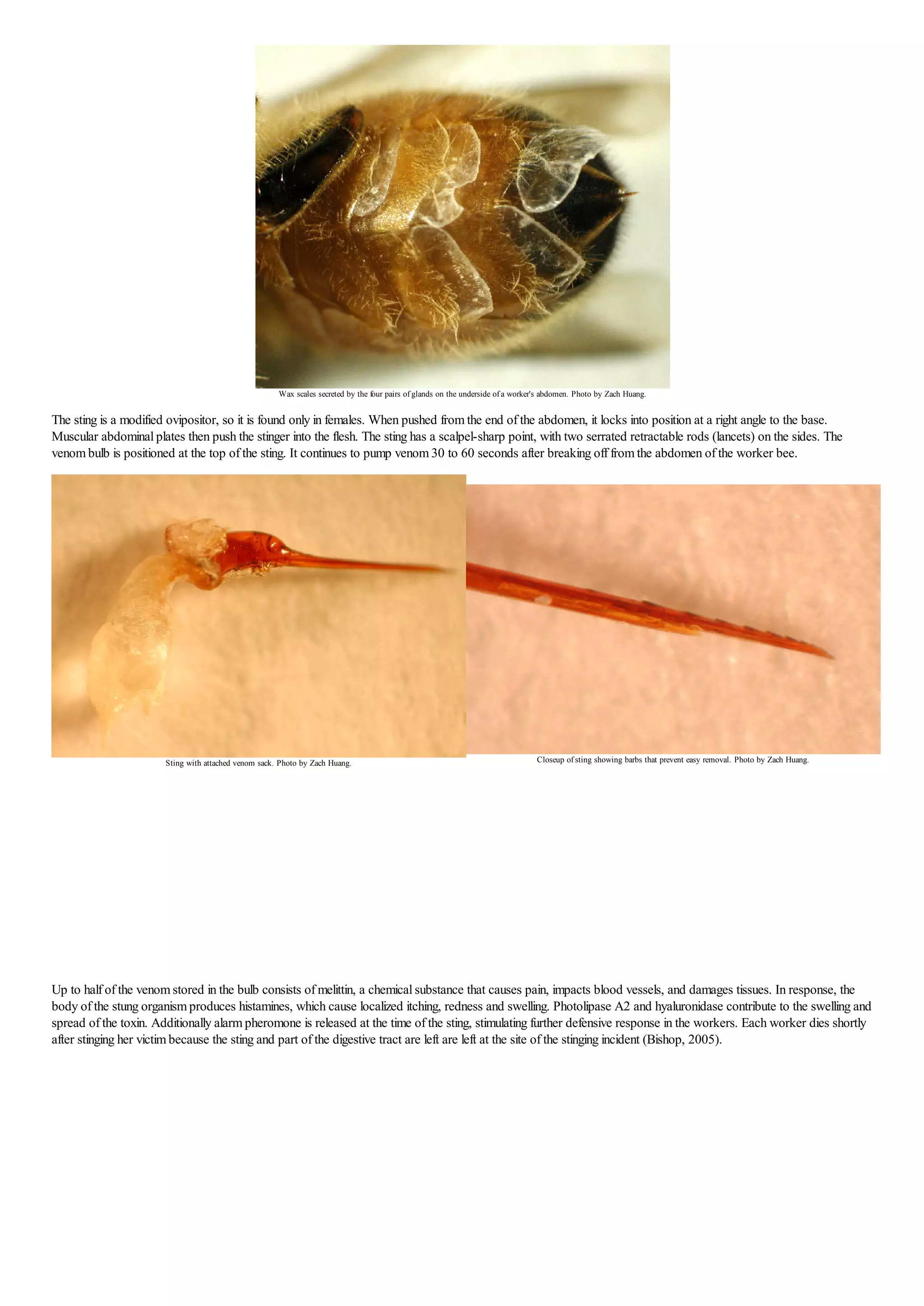 Bee anatomy | PDF