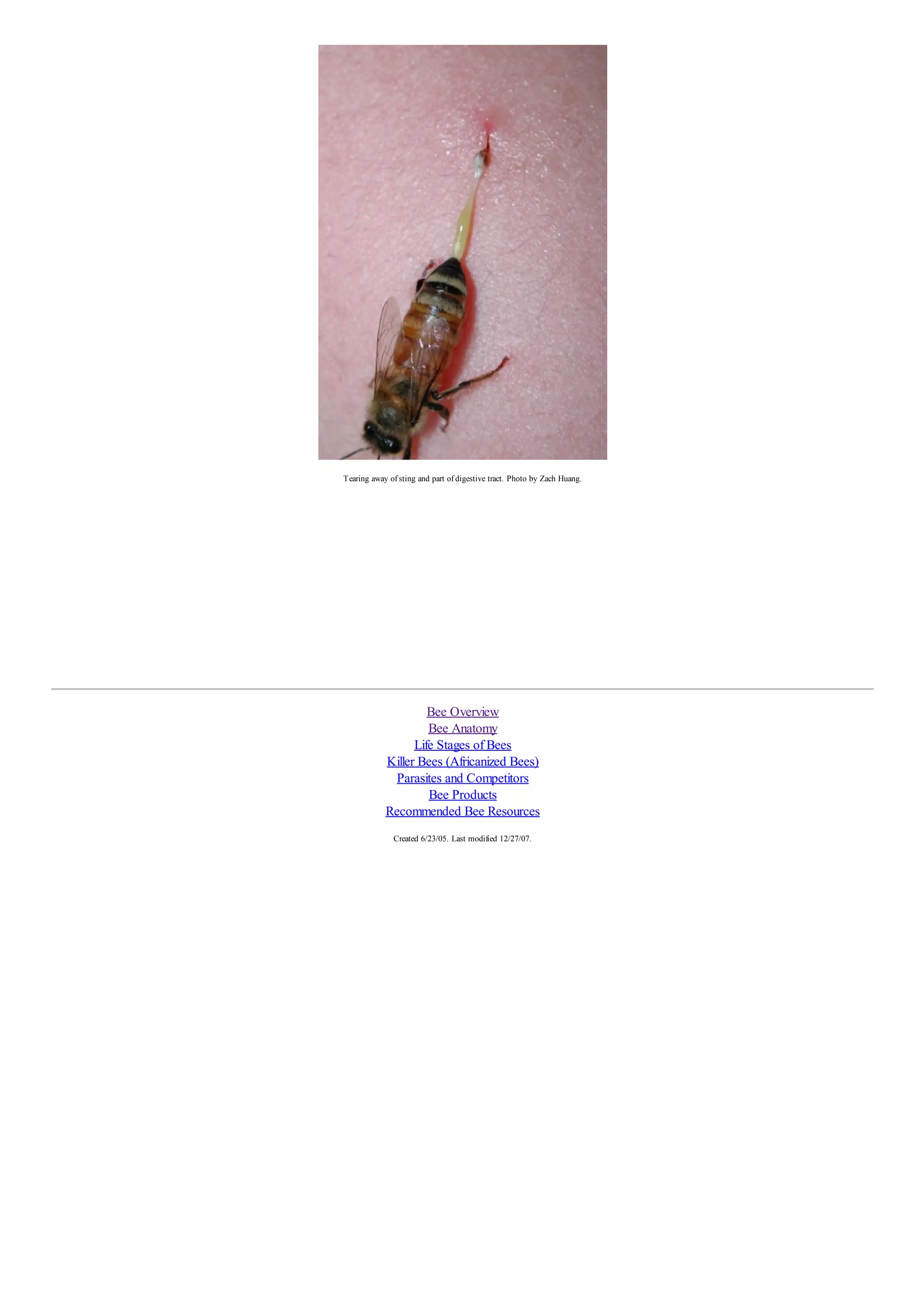 Bee anatomy | PDF