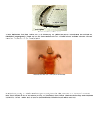 Bee anatomy | PDF
