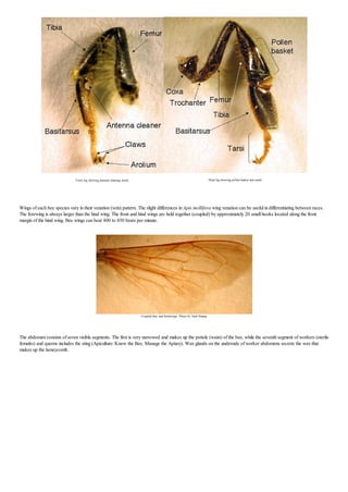 Bee anatomy | PDF | Beekeeping | Hobbies & Interests