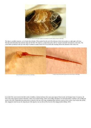 Bee anatomy | PDF | Beekeeping | Hobbies & Interests