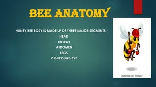 BEE ANATOMY presentation in a Agriculture college.pptx