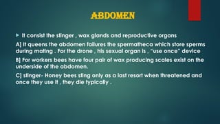 BEE ANATOMY presentation in a Agriculture college.pptx