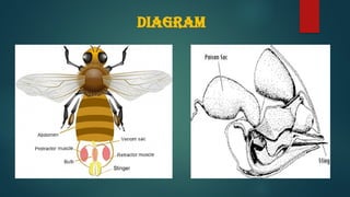BEE ANATOMY presentation in a Agriculture college.pptx
