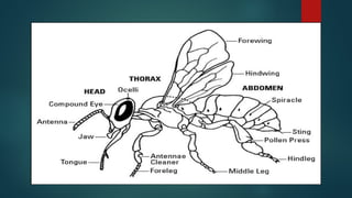 BEE ANATOMY presentation in a Agriculture college.pptx