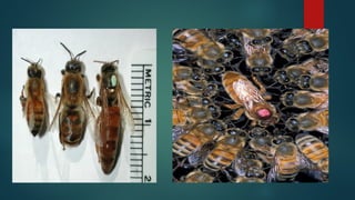 BEE ANATOMY presentation in a Agriculture college.pptx