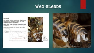 BEE ANATOMY presentation in a Agriculture college.pptx
