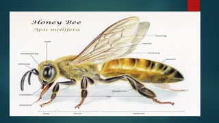 BEE ANATOMY presentation in a Agriculture college.pptx