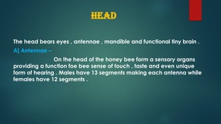 BEE ANATOMY presentation in a Agriculture college.pptx