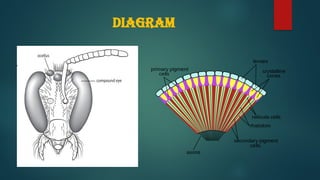 BEE ANATOMY presentation in a Agriculture college.pptx