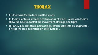 BEE ANATOMY presentation in a Agriculture college.pptx