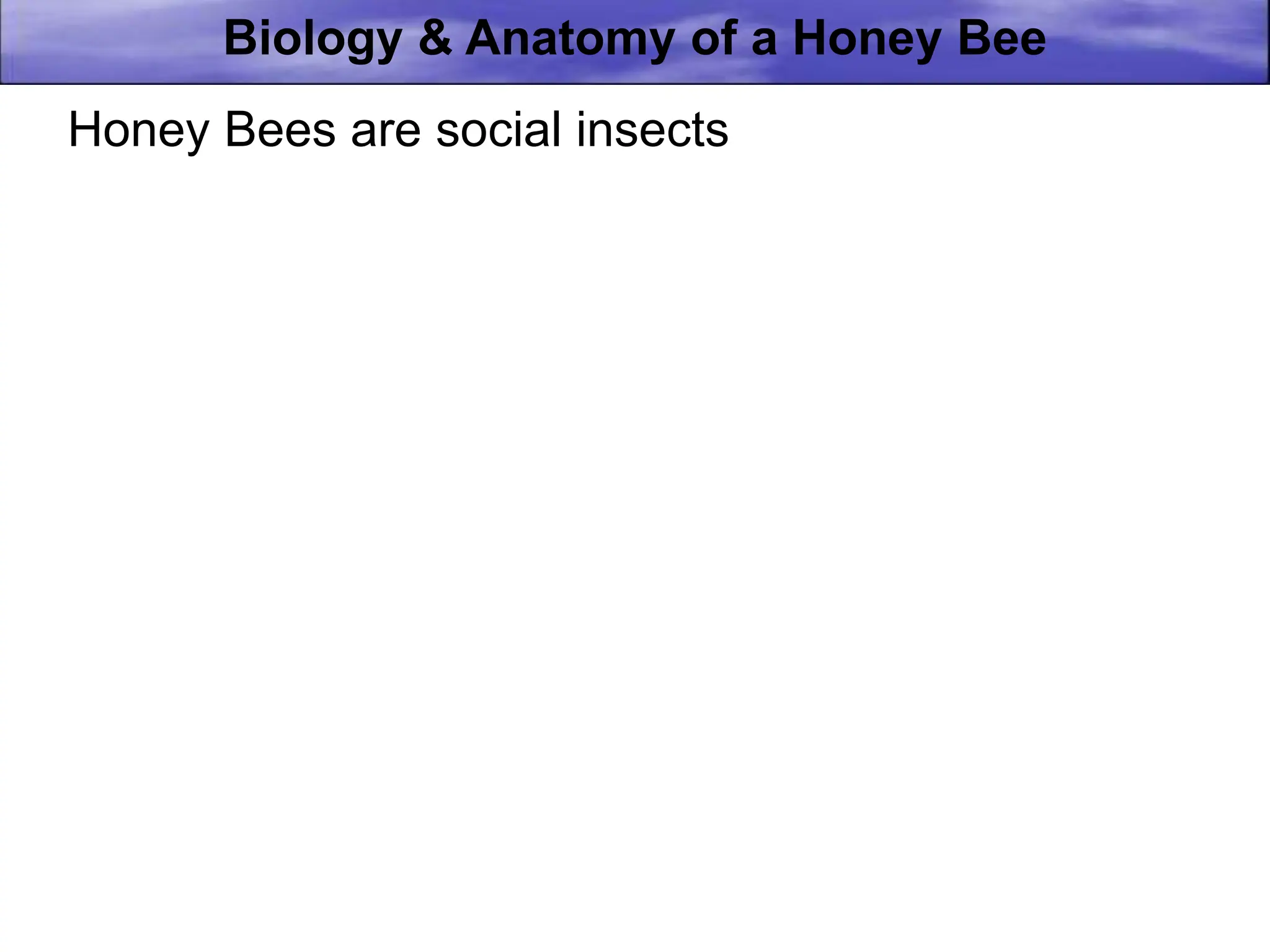 Biology and anatomy of Honey bees for Animal Science | PPT