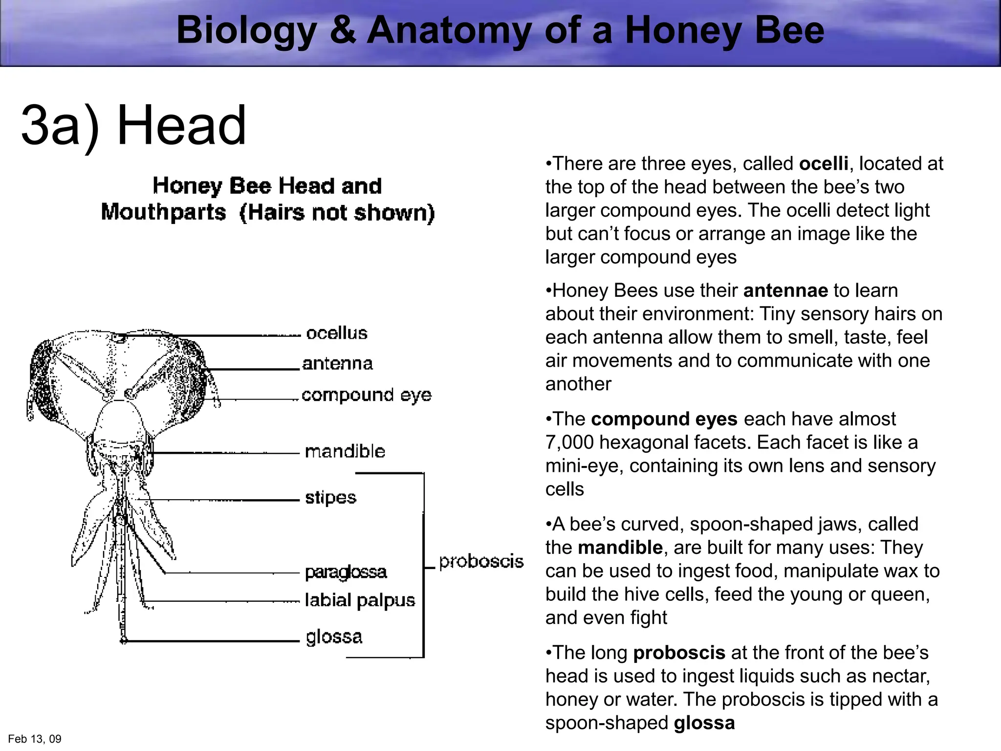 Biology and anatomy of Honey bees for Animal Science | PPT