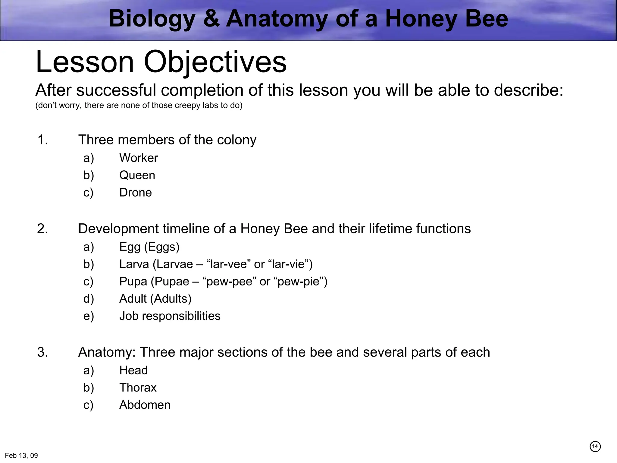 Biology and anatomy of Honey bees for Animal Science | PPT