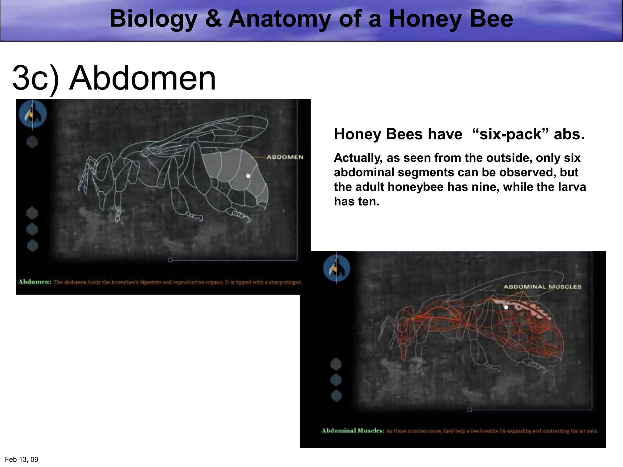 Biology and anatomy of Honey bees for Animal Science | PPT