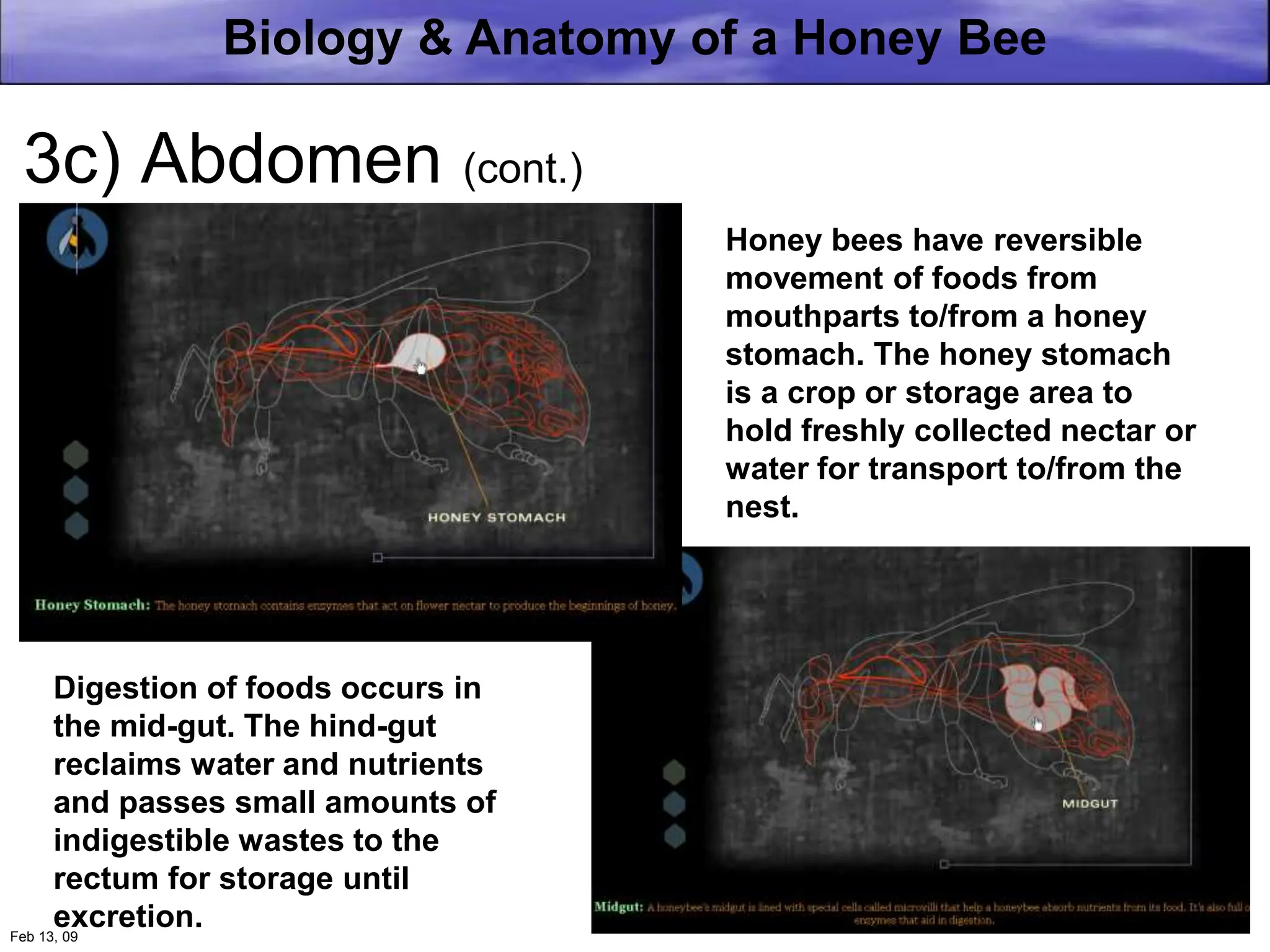 Biology and anatomy of Honey bees for Animal Science | PPT