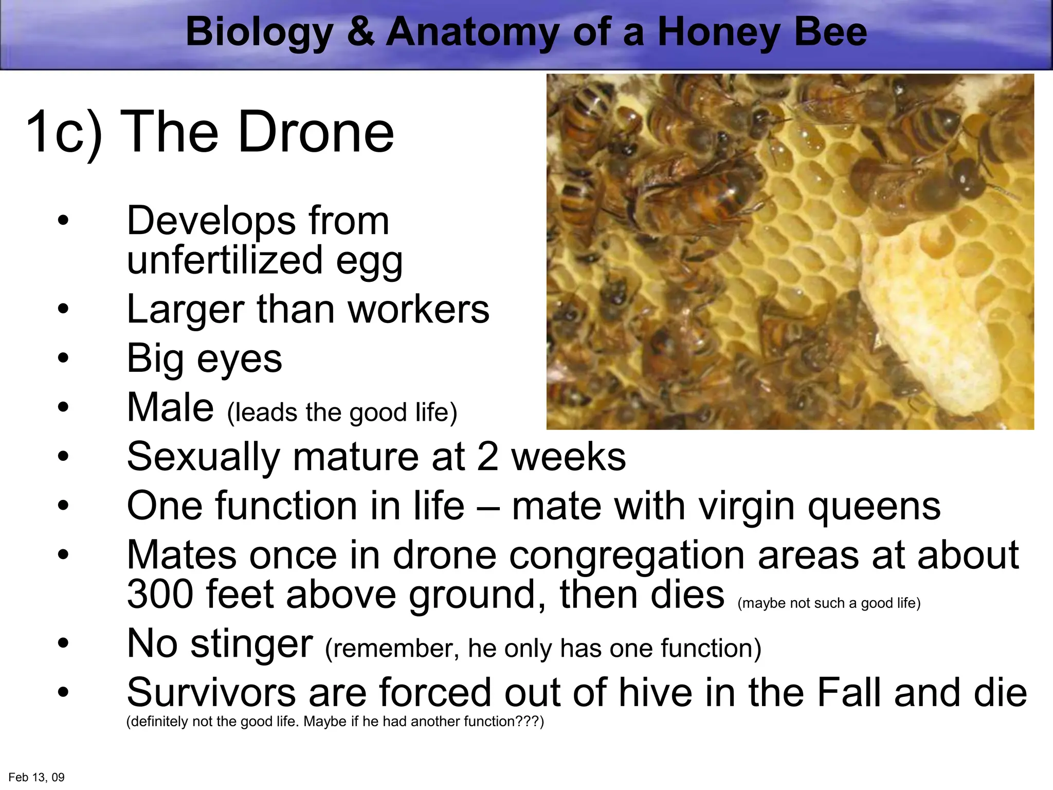 Biology and anatomy of Honey bees for Animal Science | PPT
