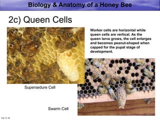 Biology and anatomy of Honey bees for Animal Science | PPT