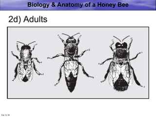 Biology and anatomy of Honey bees for Animal Science | PPT