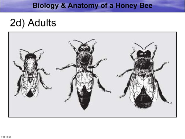 Biology and anatomy of Honey bees for Animal Science | PPT | Beekeeping ...