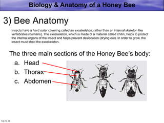Biology and anatomy of Honey bees for Animal Science | PPT