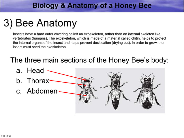 Biology and anatomy of Honey bees for Animal Science | PPT | Beekeeping ...