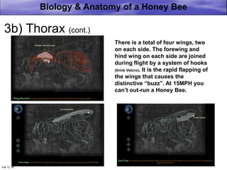 Biology and anatomy of Honey bees for Animal Science | PPT