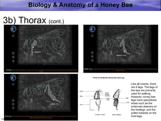 Biology and anatomy of Honey bees for Animal Science | PPT