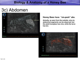 Biology and anatomy of Honey bees for Animal Science | PPT