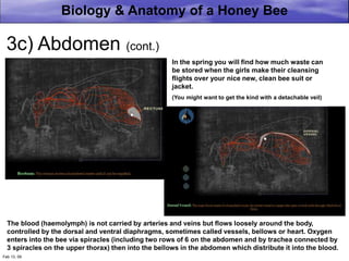 Biology and anatomy of Honey bees for Animal Science | PPT