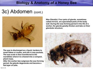 Biology and anatomy of Honey bees for Animal Science | PPT