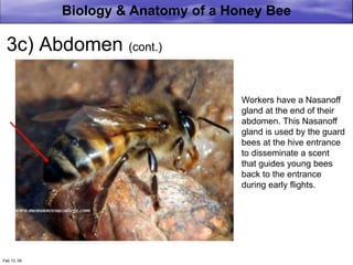 Biology and anatomy of Honey bees for Animal Science | PPT