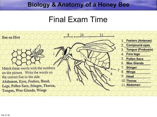 Biology and anatomy of Honey bees for Animal Science | PPT | Beekeeping ...