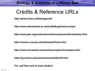 Biology and anatomy of Honey bees for Animal Science | PPT