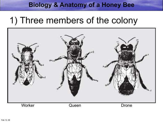 Biology and anatomy of Honey bees for Animal Science | PPT | Beekeeping ...