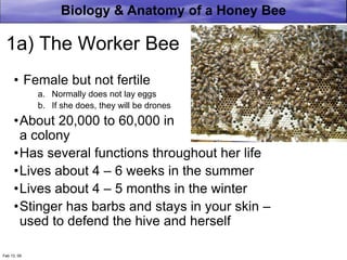 Biology and anatomy of Honey bees for Animal Science | PPT