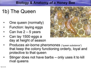 Biology and anatomy of Honey bees for Animal Science | PPT