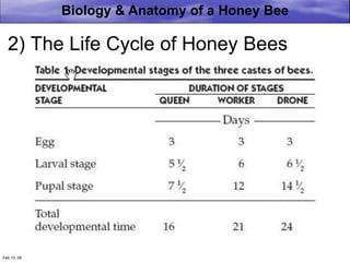 Biology and anatomy of Honey bees for Animal Science | PPT