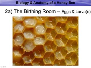 Biology and anatomy of Honey bees for Animal Science | PPT