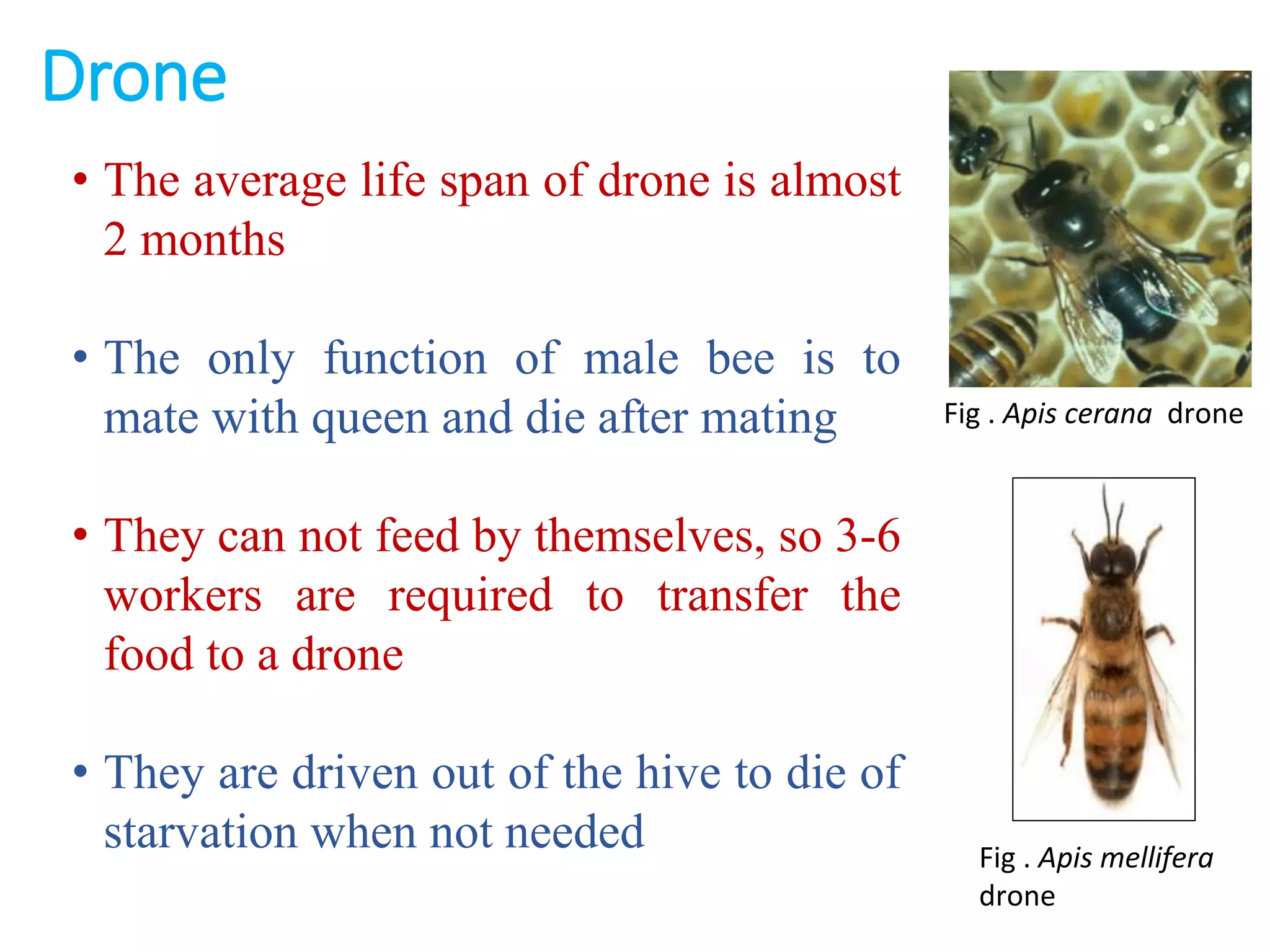 Honeybee biology and communication.pptx