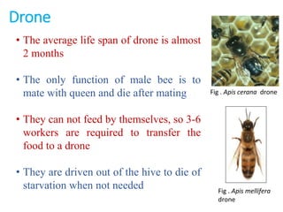 Honeybee biology and communication.pptx