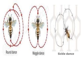 Honeybee biology and communication.pptx