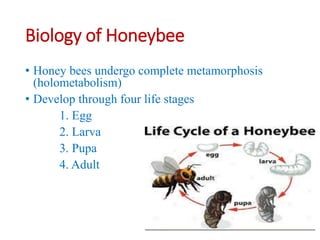 Honeybee biology and communication.pptx